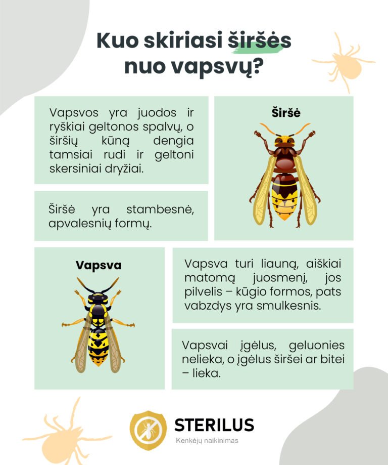 Širšės ir vapsvos - jų rūšys ir kuo skiriasi? - Sterilus.lt
